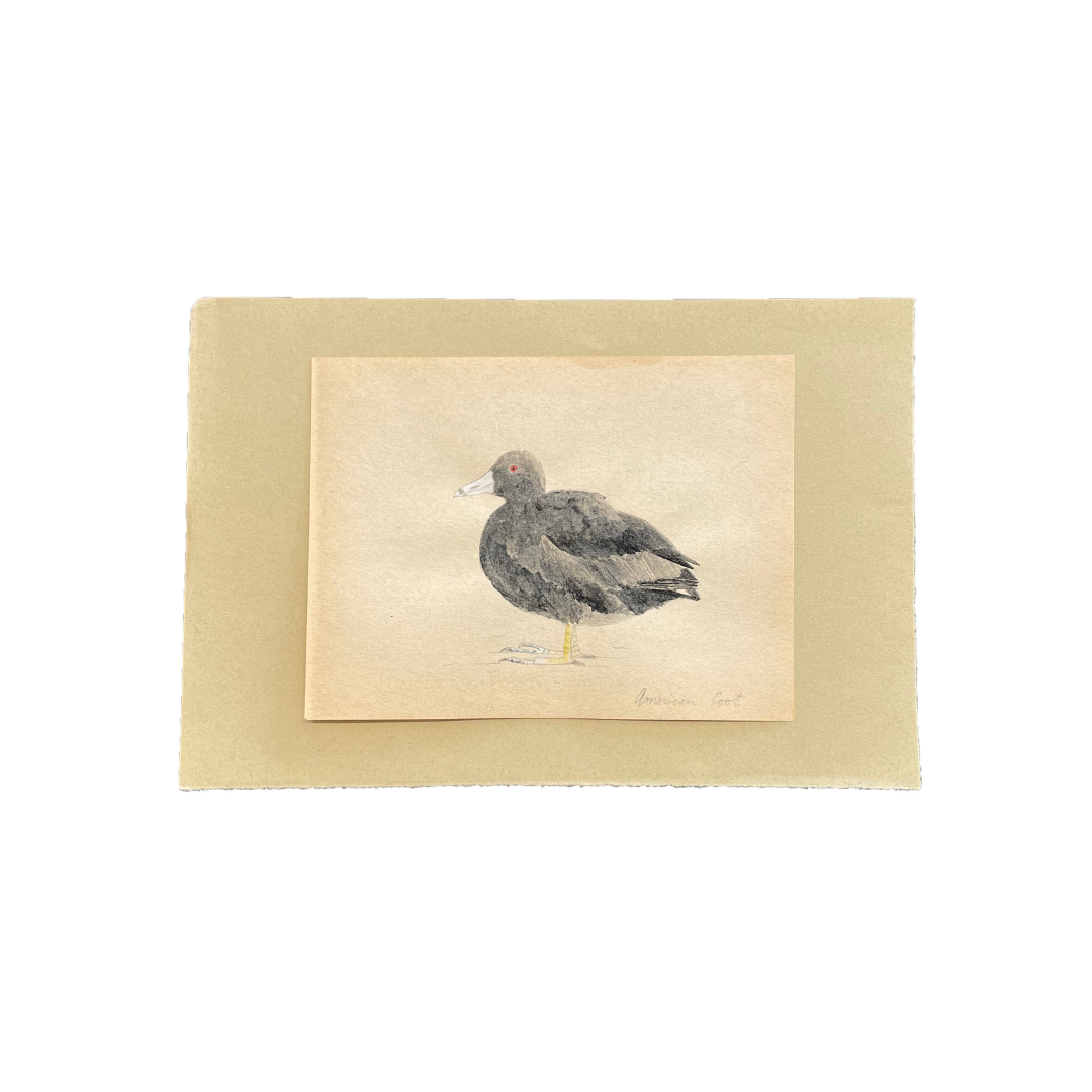 American Coot by The Ditty Bops – Shop At Gibson