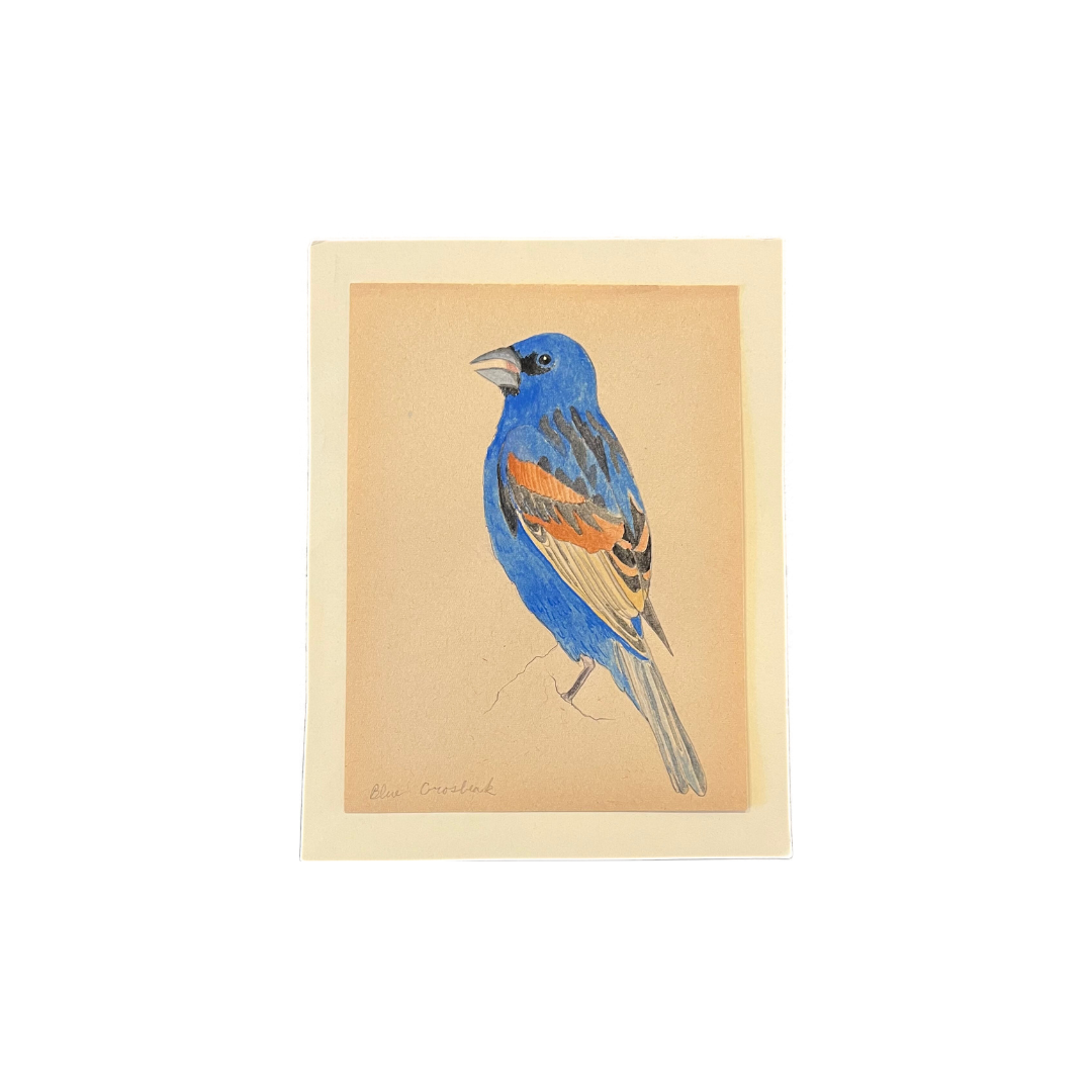Blue Grosbeak by The Ditty Bops – Shop At Gibson