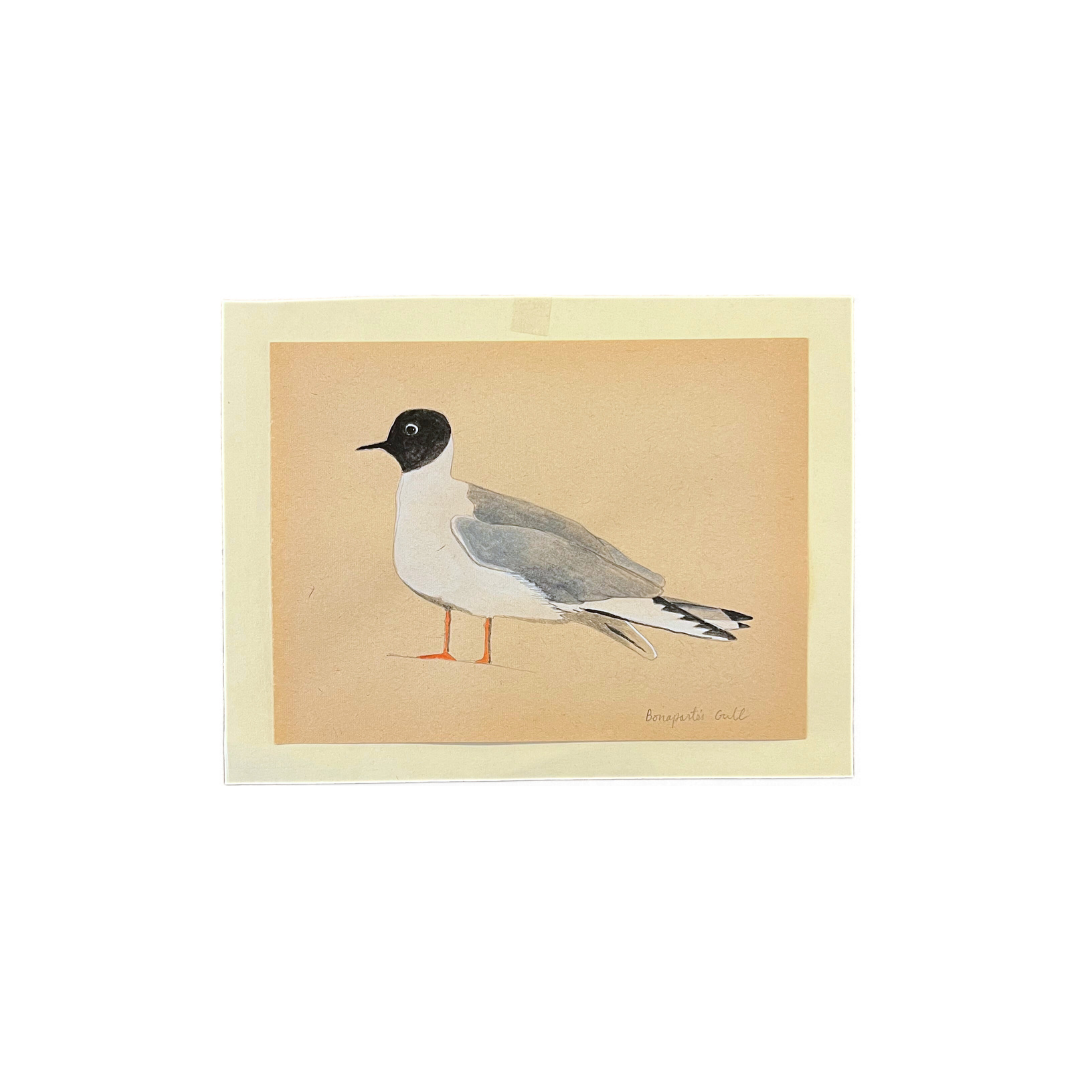 Bonapartes Gull by The Ditty Bops – Shop At Gibson