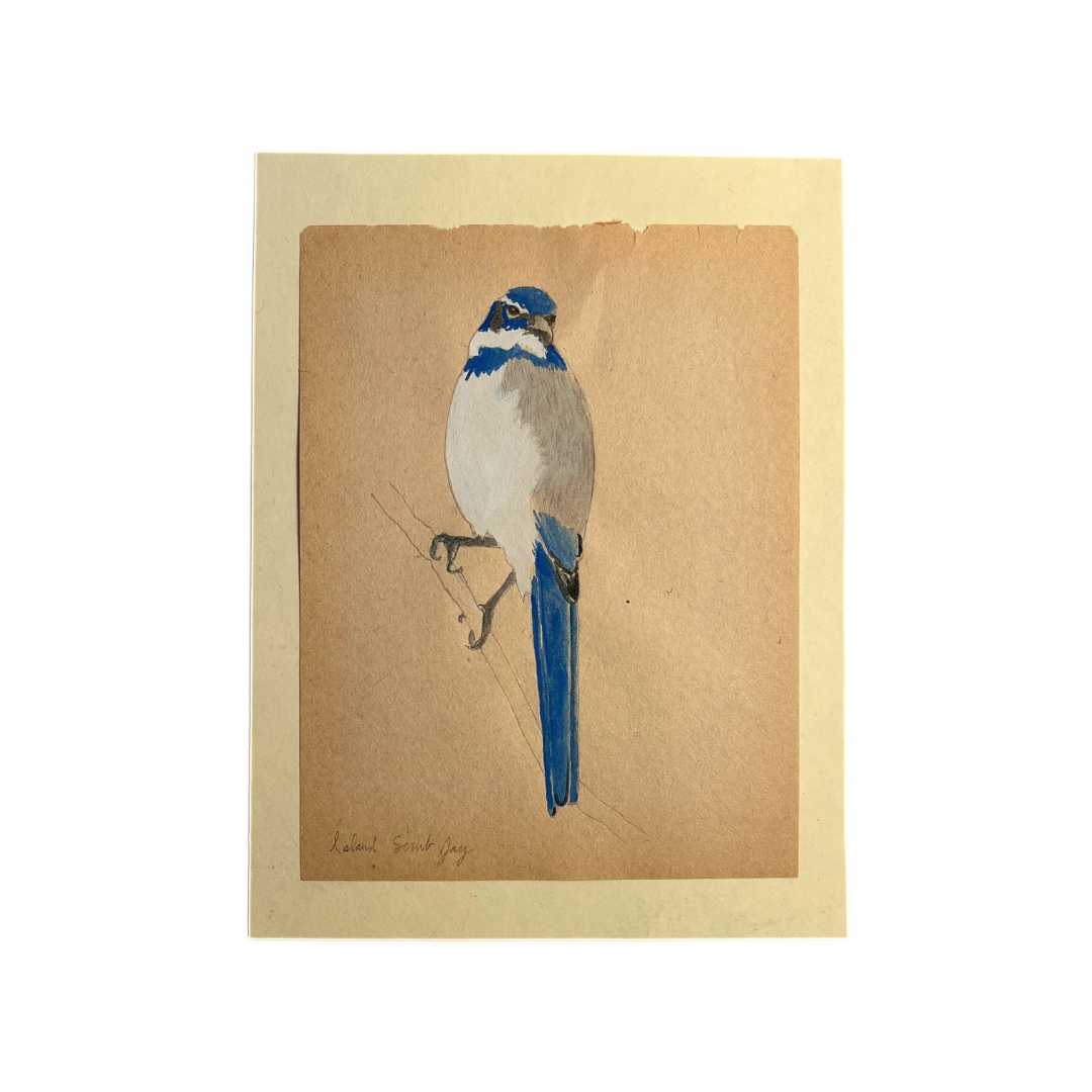 Island Scrub Jay by The Ditty Bops – Shop At Gibson