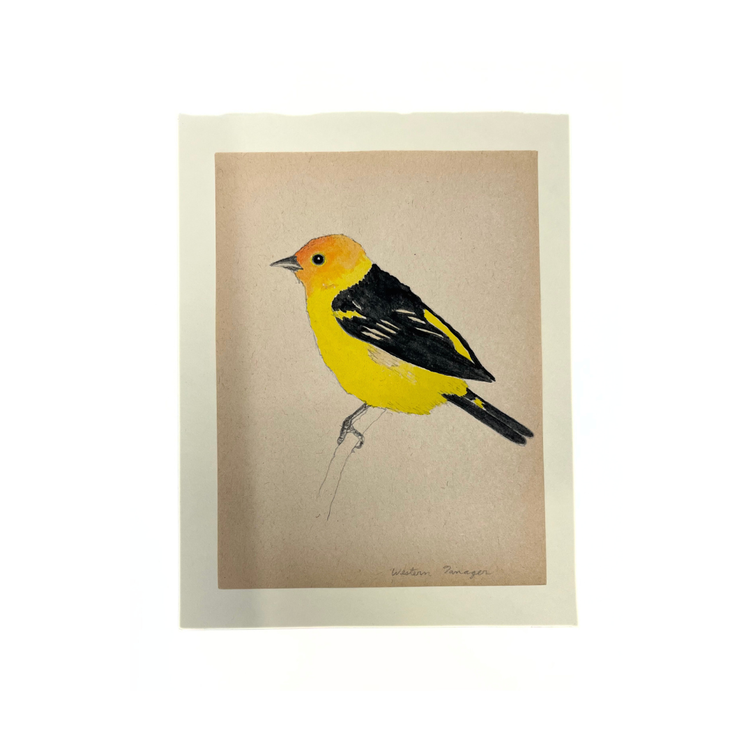 Western Tanager by The Ditty Bops – Shop At Gibson