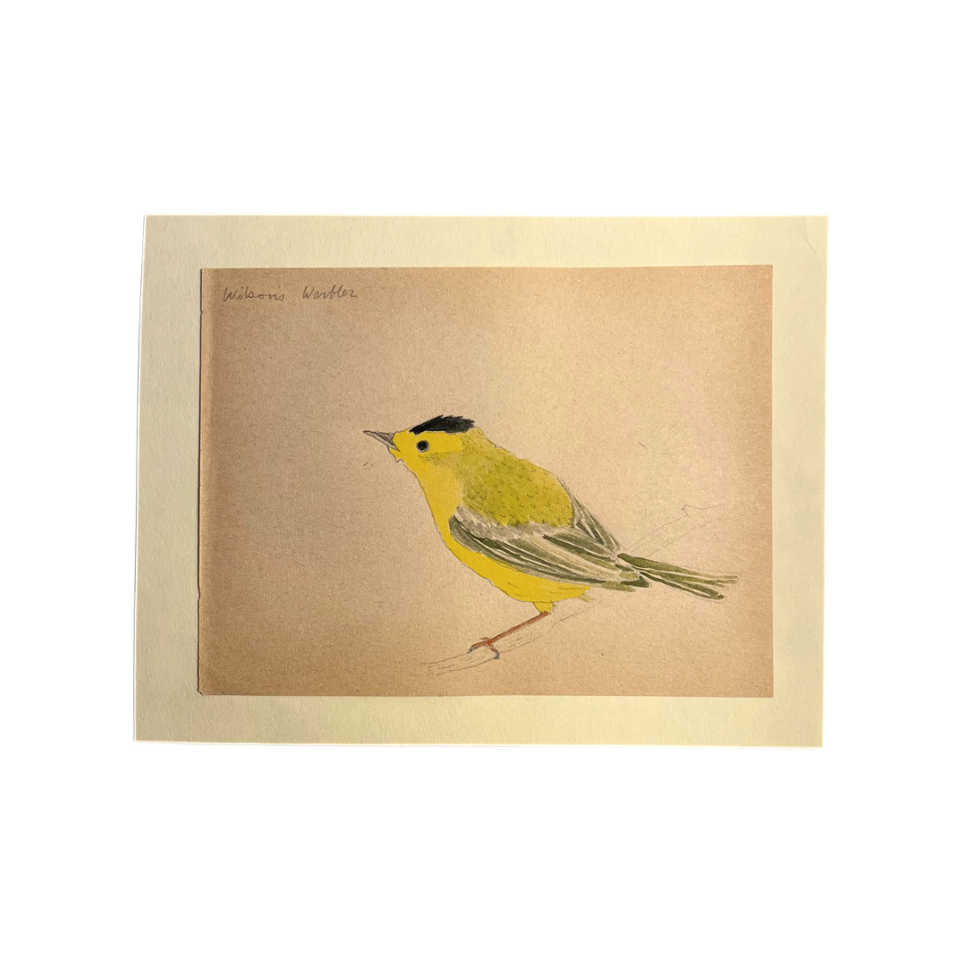 Wilson's Warbler by The Ditty Bops – Shop At Gibson